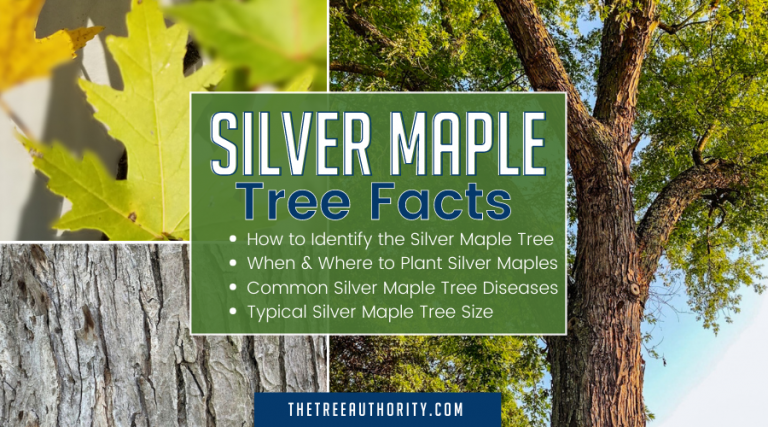 Red Oak Tree Facts Quercus Rubra The Tree Authority