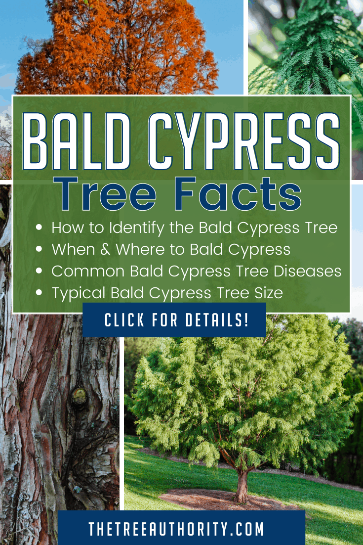 Bald Cypress Tree Pros And Cons Bald Cypress Tree Pros And Cons