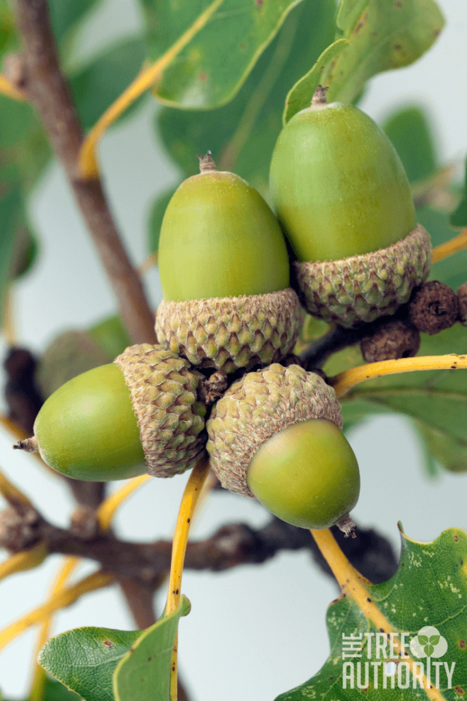 Quercus Alba Acorn How To Identify 23 Oak Trees Species Gardener s Quercus Alba Acorn How To Identify 23 Oak Trees Species Gardener s